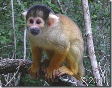 Monos del nuevo mundo - Ciencia Explicada